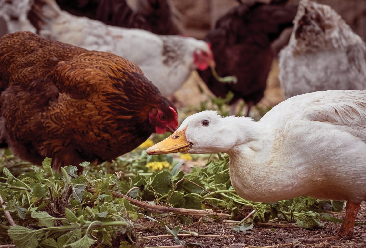 Breeding Ratios for Chickens and Ducks - Backyard Poultry